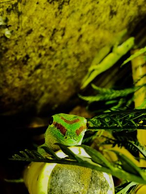 Teacher/Parent Resources