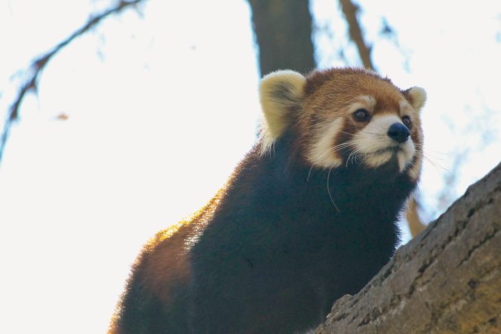 Red Panda