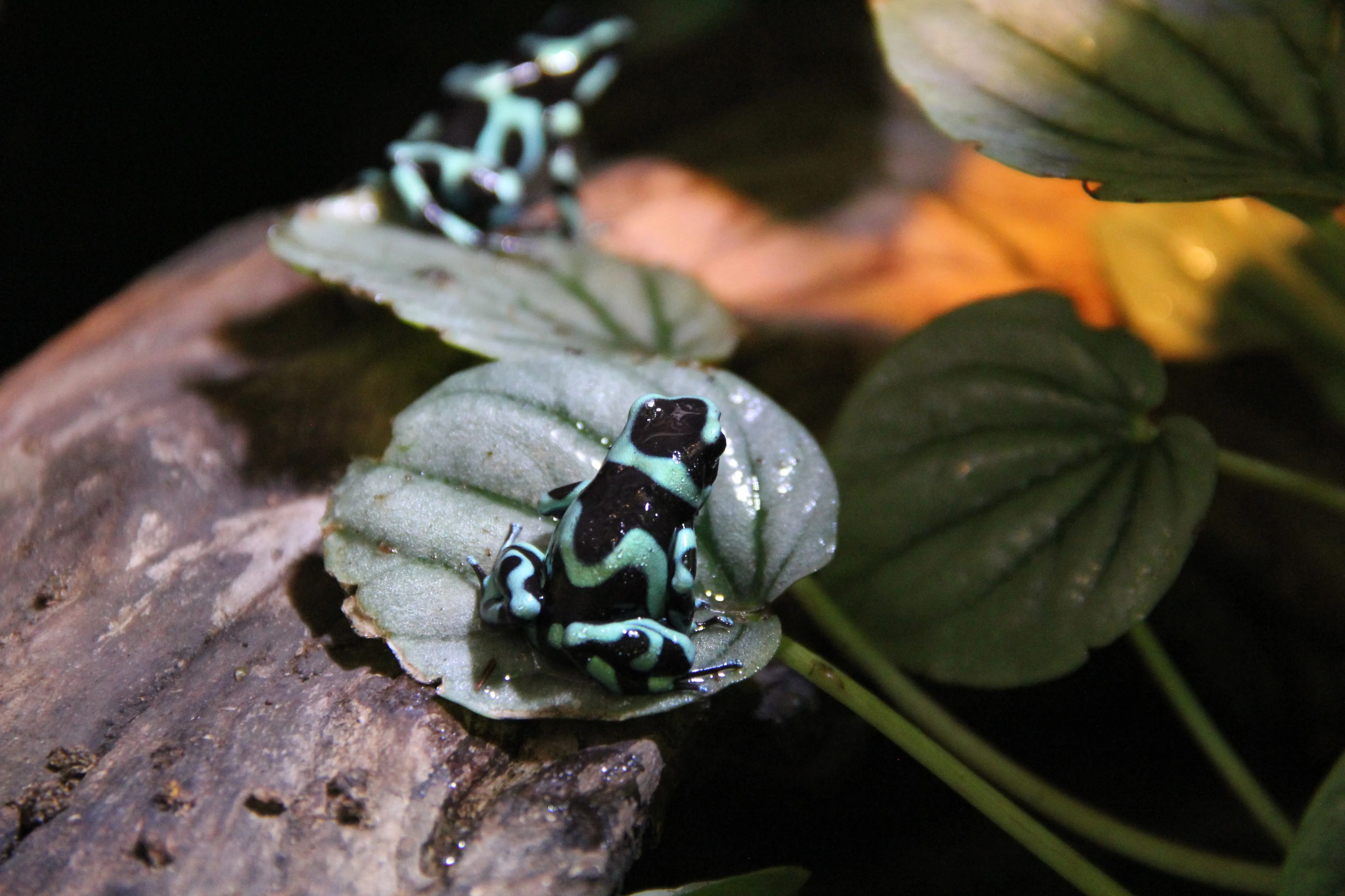 Green and Black Poison Dart Frogs