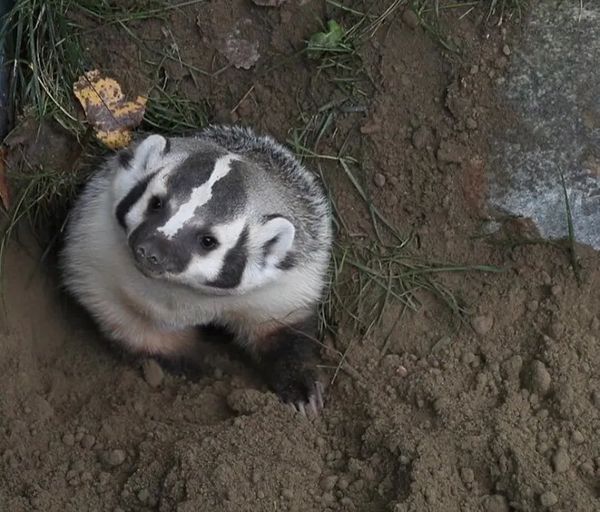 Baby American Badger