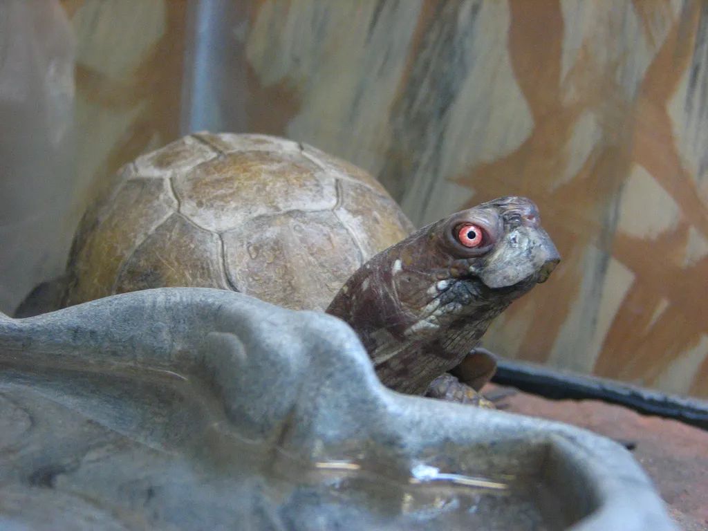 Three Toed Box Turtle