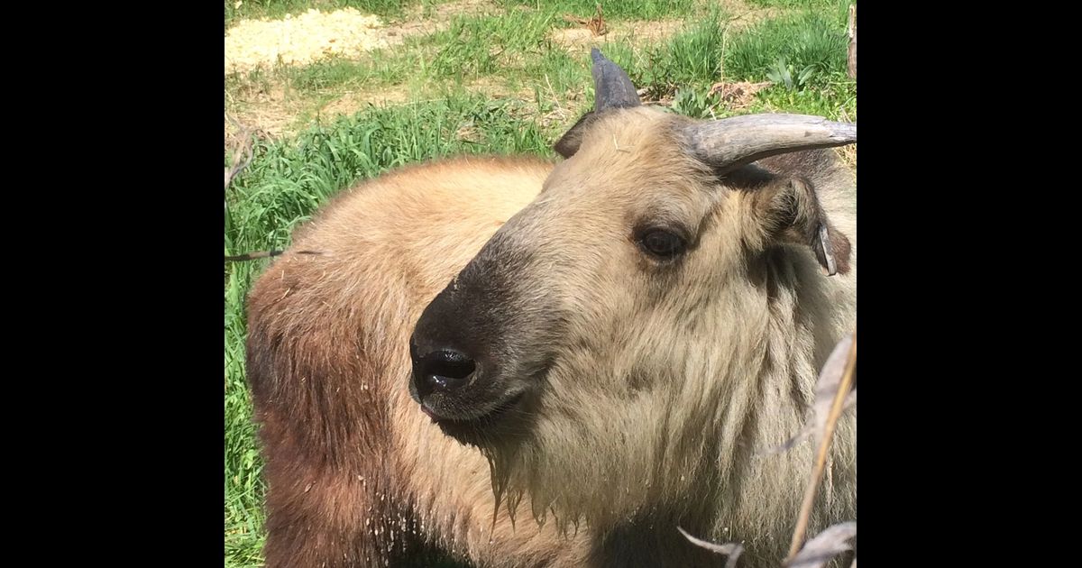 Sichuan Takin
