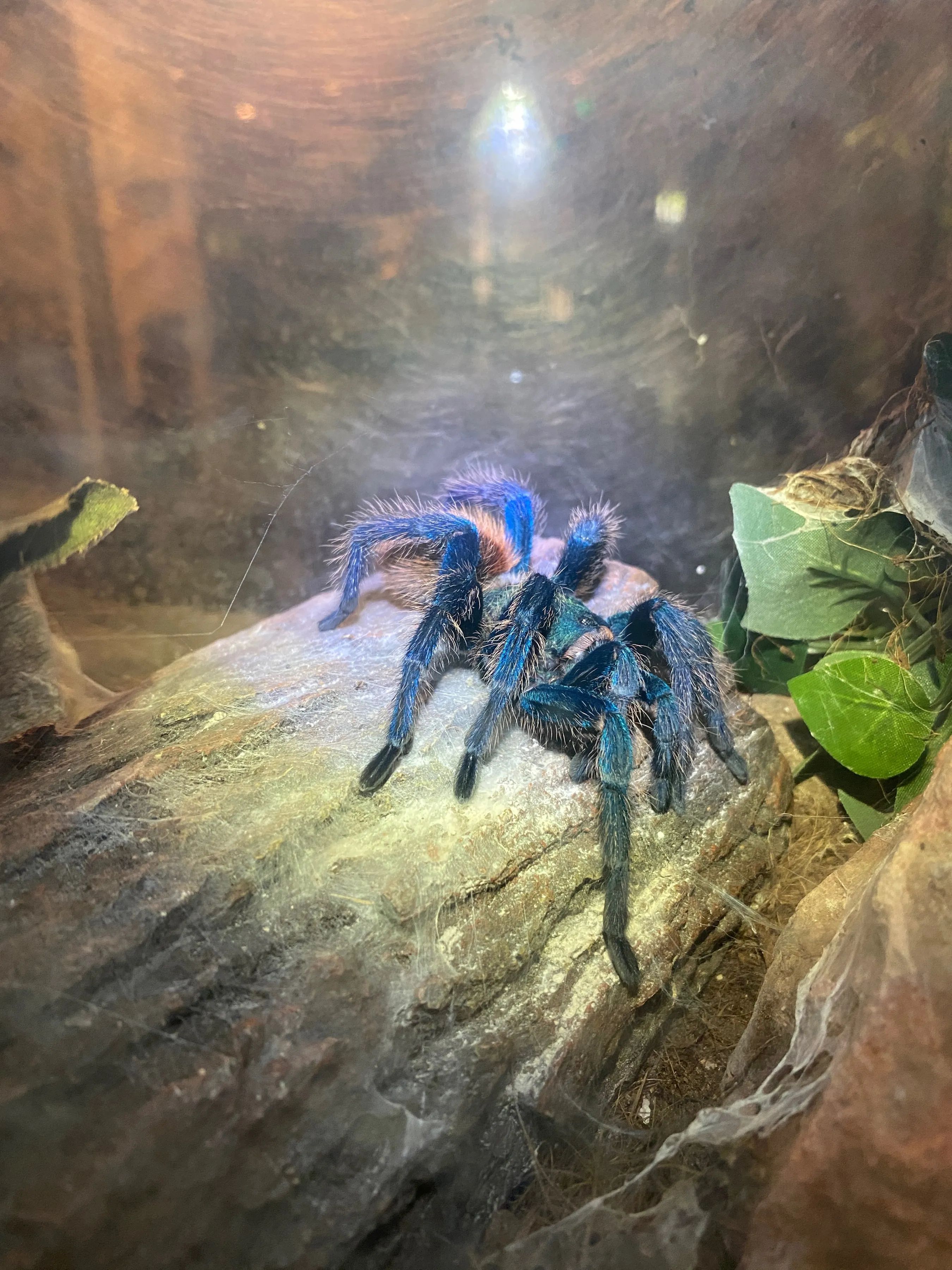 Greenbottle Blue Tarantula