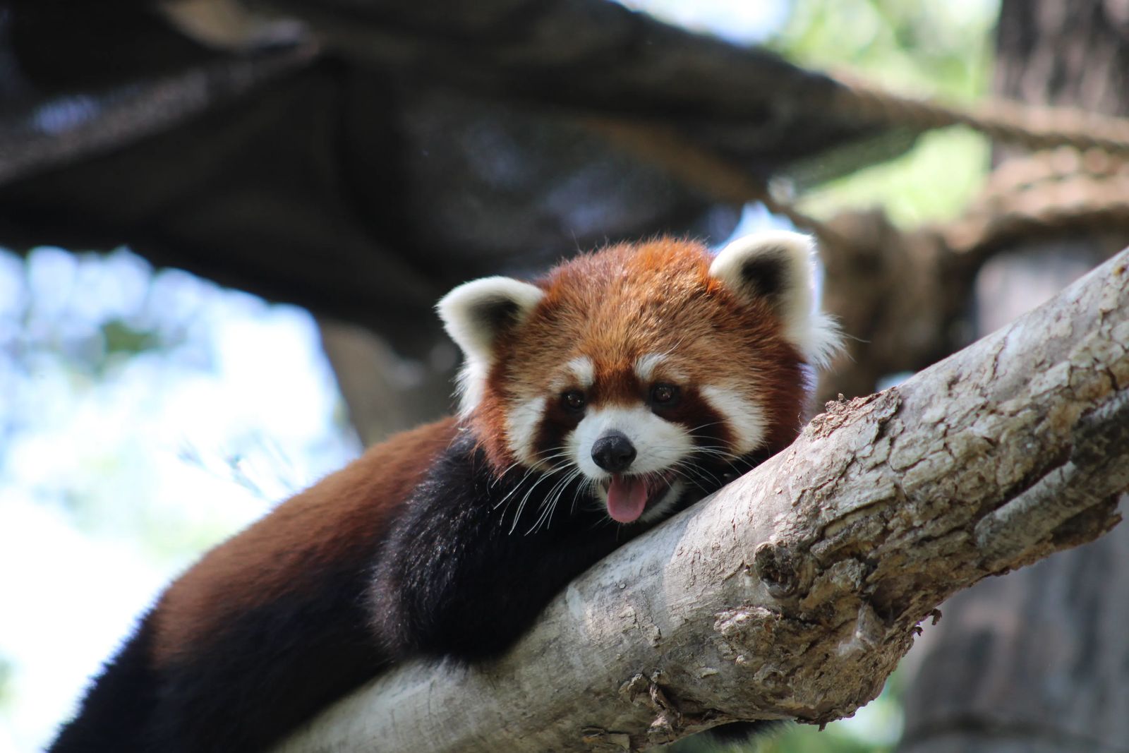 Red Panda