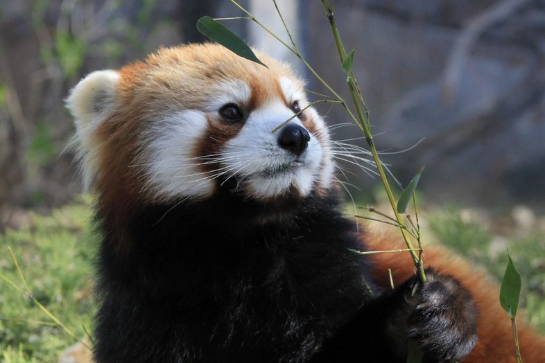 Red Panda