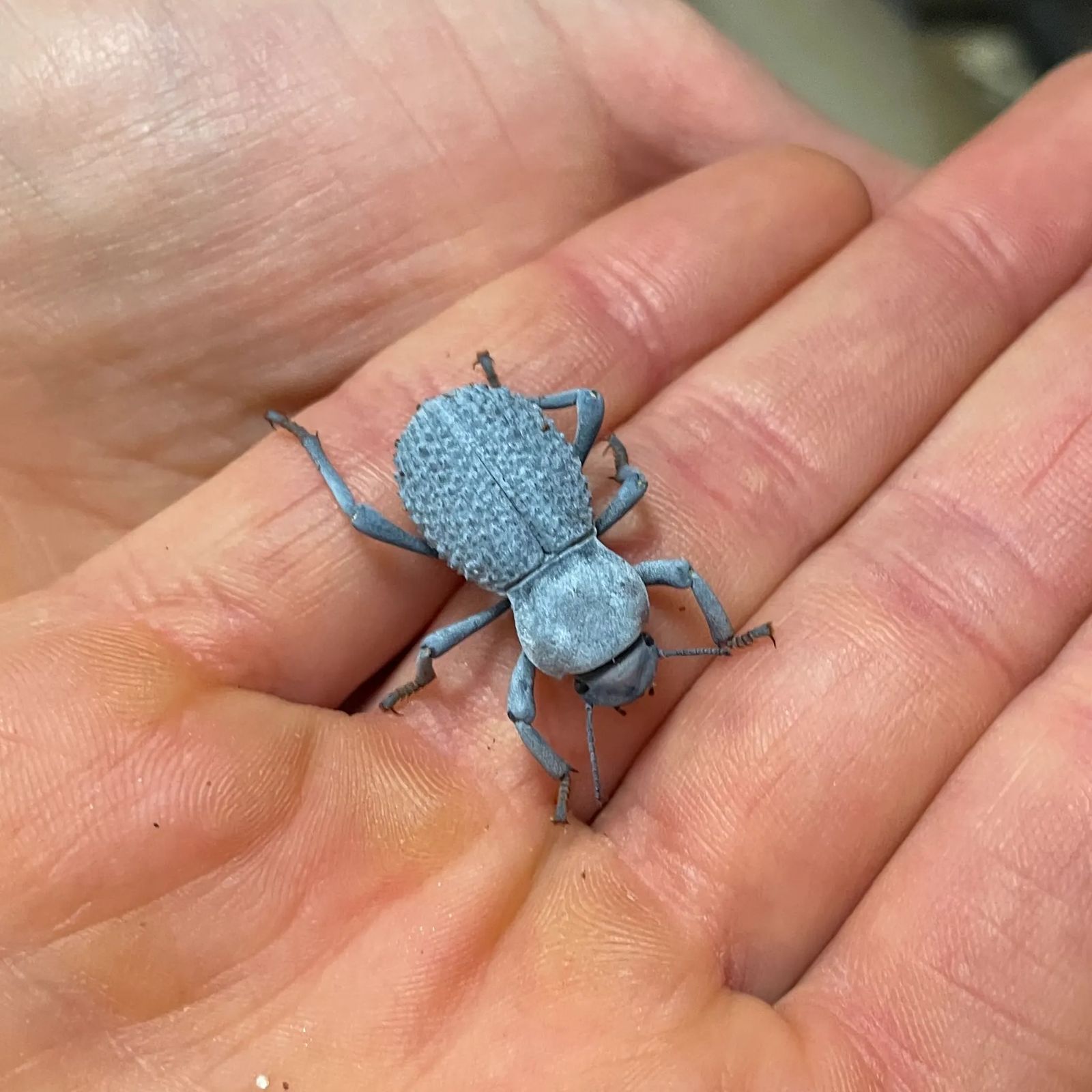 Blue Death-Feigning Beetle