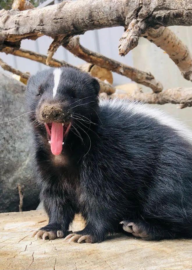 Striped Skunk