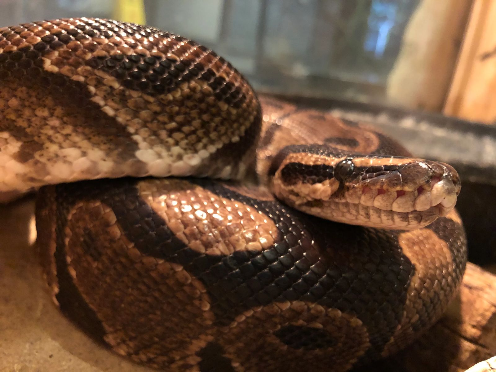 Ball Python