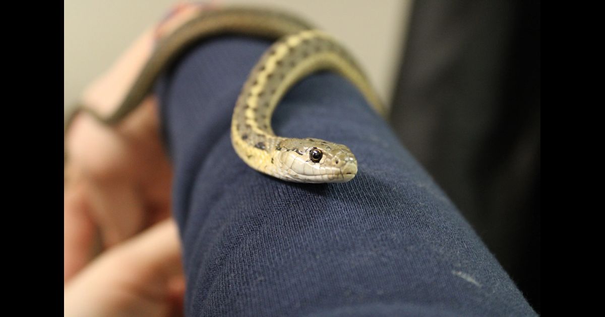 Common Garter Snake
