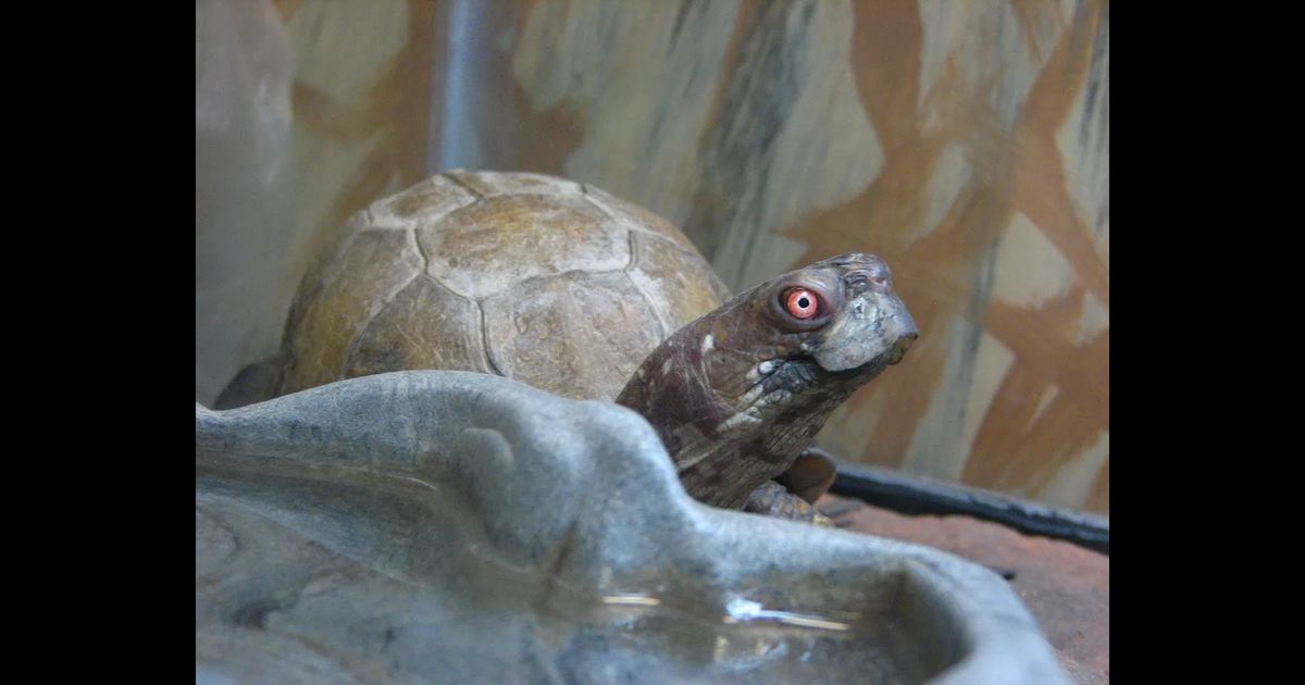 Three Toed Box Turtle