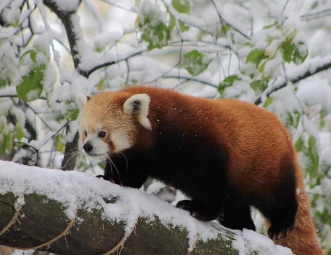 Red Panda