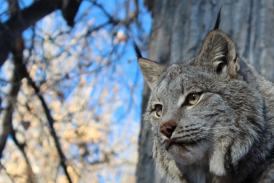 Canada Lynx