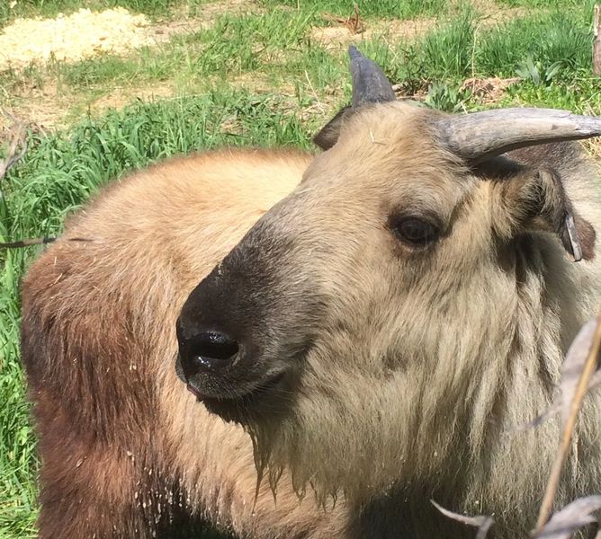 Sichuan Takin