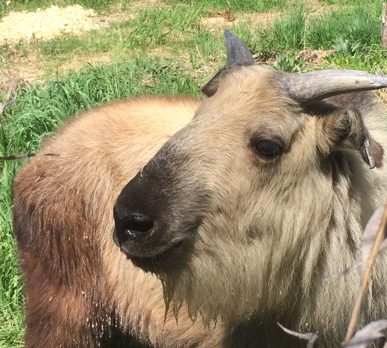Sichuan Takin